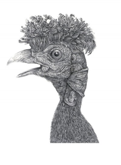 'Pencil Illustration of an African Bird' by Clay Thompson - Drawing ...