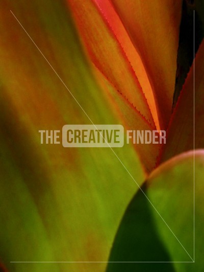 'Bromeliad' by Jay Freis - Advertising from