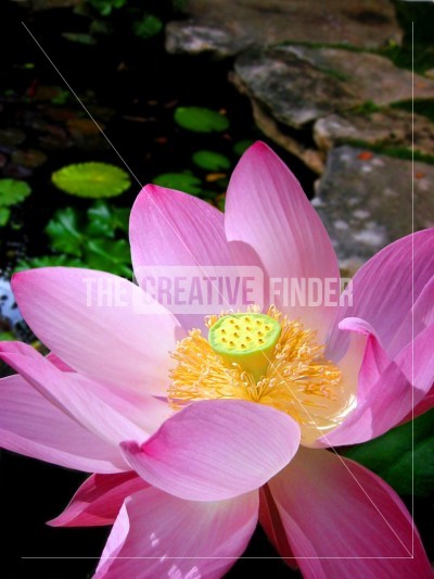 'Lotus' by Jay Freis - Advertising from
