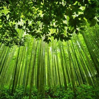 'The Grove' by Lisa Michele Burns - Photography from