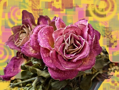 'Dried Rose' by Stephen Ladner - Photography from United States